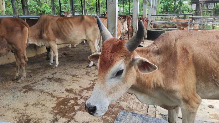 Kandang Sudah Penuh, Disnak Trenggalek Lelang Kambing PE Hingga Sapi ...