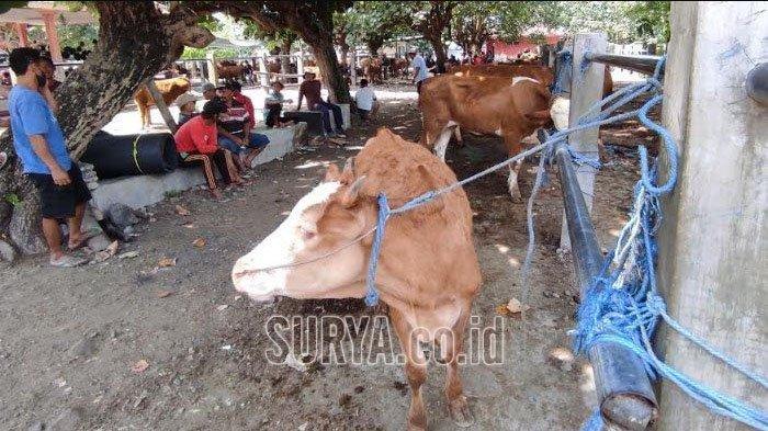 Dampak Wabah PMK Masih Terasa Bagi Pedagang Sapi di Kota Batu : Harga Belum Stabil - Surya.co.id