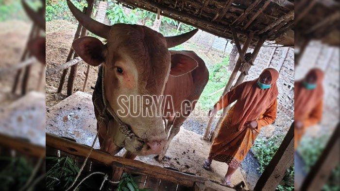 Pengadaan 64 Sapi Betina di Kabupaten Mojokerto, Dinas Pertanian ...