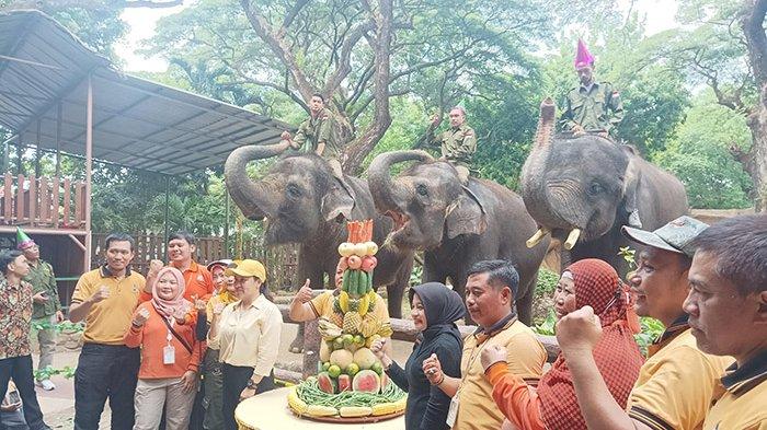 Meriahnya Ulang Tahun ke-13 Gajah Gonzales, Satwa KBS Surabaya Diisi Tiup Lilin Hingga Feeding ...