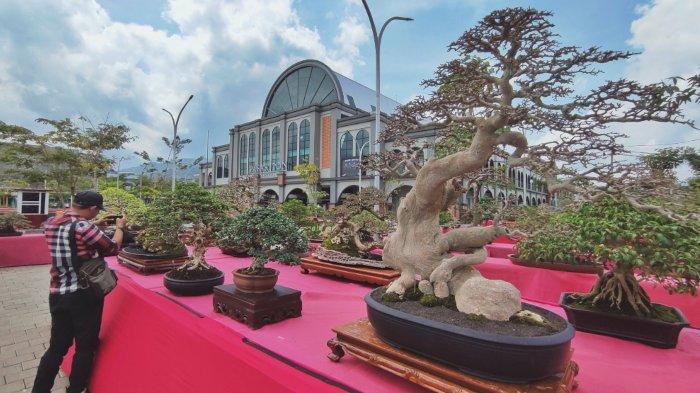 Gebyar Bonsai Menak Sopal, Ratusan Bonsai Menawan Hiasi Pasar Pon ...
