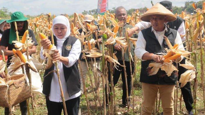 Gubernur Khofifah Kenalkan Keunggulan Jagung Reog 234 Asal Ponorogo ...