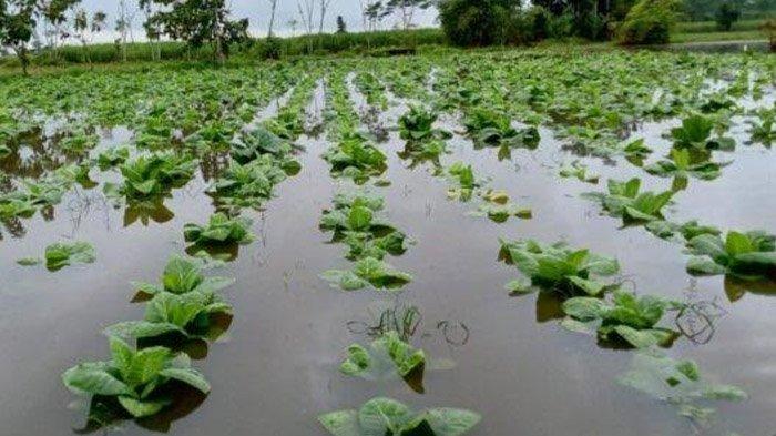 Hujan Mengintai Saat Kemarau, Petani Tembakau Lumajang Dibayangi Gagal Panen dan Rugi Puluhan ...