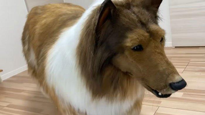 Ingat Toco Pria Jepang yang Viral Ubah Penampilan Jadi Anjing? Kini ...