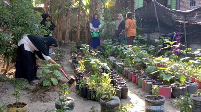 KWT Ayu Lestari Kelurahan Klampok Kota Blitar, Tiap Bulan Panen 50 Kg ...