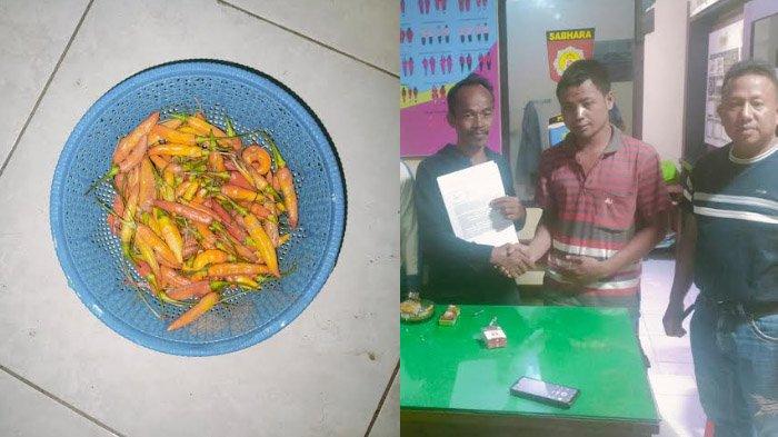 Sempat Dihajar Warga, Maling Cabai di Dusun Baran Kediri Ini Batal ...