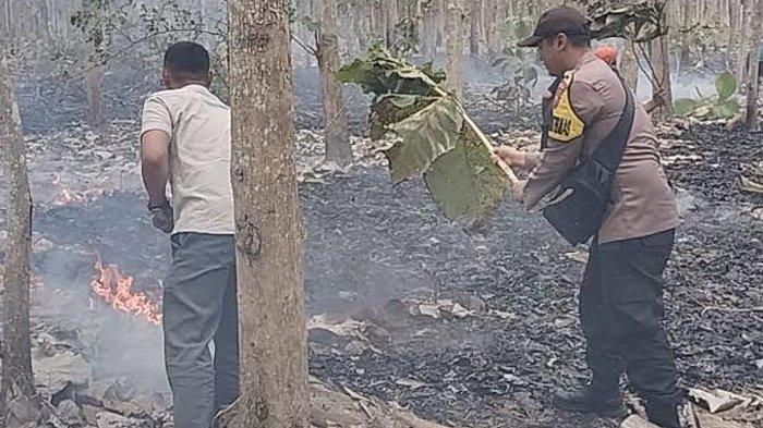 Hutan Jati Seluas Setengah Hektare Di Banyuwangi Kebakaran Warga Dan