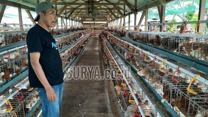 Harga Telur Ayam Broiler di Kabupaten Lamongan Tembus Rp 31 Ribu ...