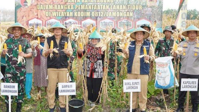 Kodim 0812 Lamongan Sukses Panen Jagung di Lahan Tidur, Dukung Pemda Jaga Ketahanan Pangan ...