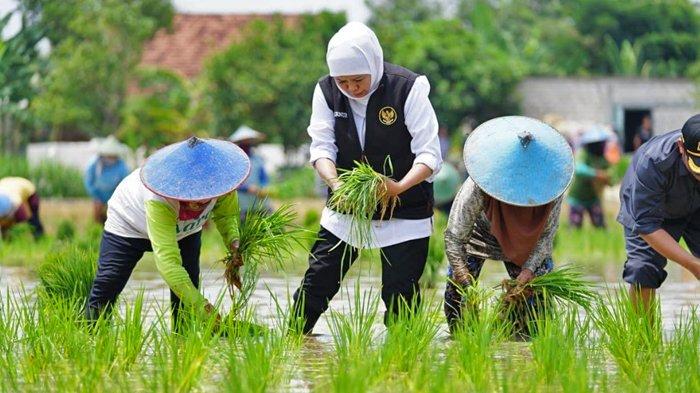 Sumbang 25 Persen Luas Lahan Padi Nasional, Laju Tanam Padi Jawa Timur Terbesar di Indonesia ...