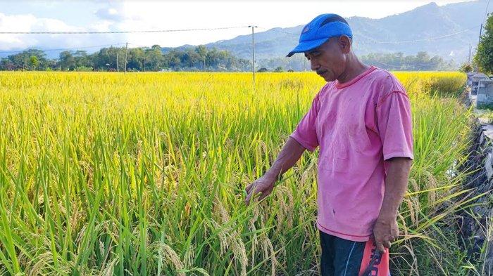 Masa Tanam Subround I Hasilkan 84 Ribu Ton Padi, 50 Persen Target ...