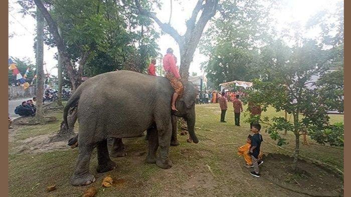 MOMEN UNIK 3 Gajah di Riau Jadi Petugas Upacara HUT RI ke-78, Lihai ...