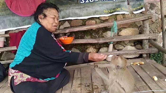 Keluarga Mbok Yem Upayakan Temon Kembali ke Gunung Lawu Magetan ...