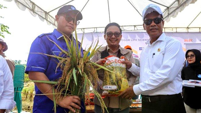 Panen Raya di Lamongan, Mentan Dorong Pengembangan Varietas Padi Tahan ...