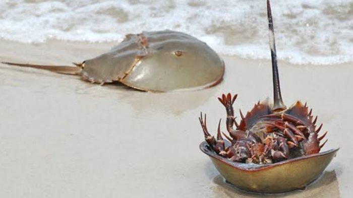 Kepiting Tapal Kuda, Fosil Hidup Ini Sudah Ada Sejak Ratusan Juta Tahun ...