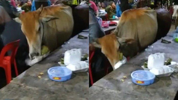 Bikin Heboh! Sapi Tiba-tiba Masuk ke Acara Resepsi dan Santai Ikut ...