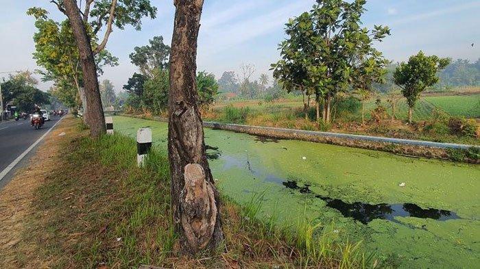 PENYEBAB Air Sungai Winongo Kecil di Bantul Viral Berubah Warna Jadi ...