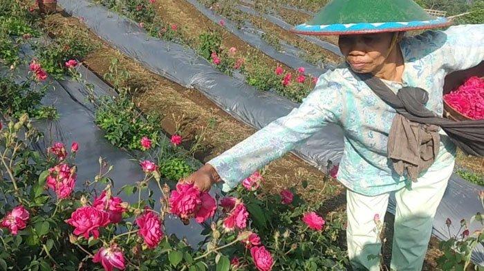 Tradisi Nyekar Jelang Ramadhan, Petani Bunga Mawar Mampu Menyemai ...