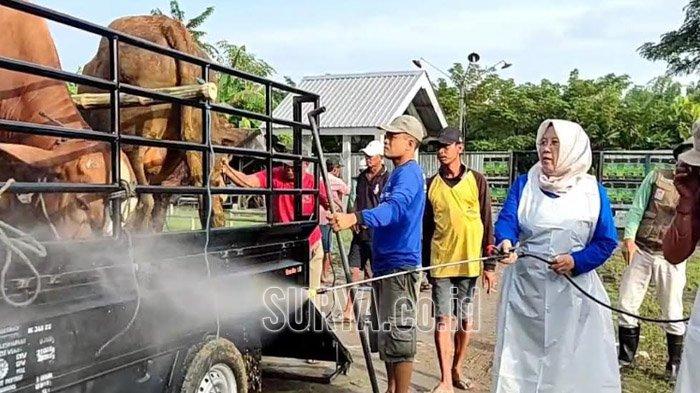 Jelang Idul Adha, Disnakeswan Perketan Pemeriksaan Lalu Lintas Hewan Kurban di Lamongan - Surya ...