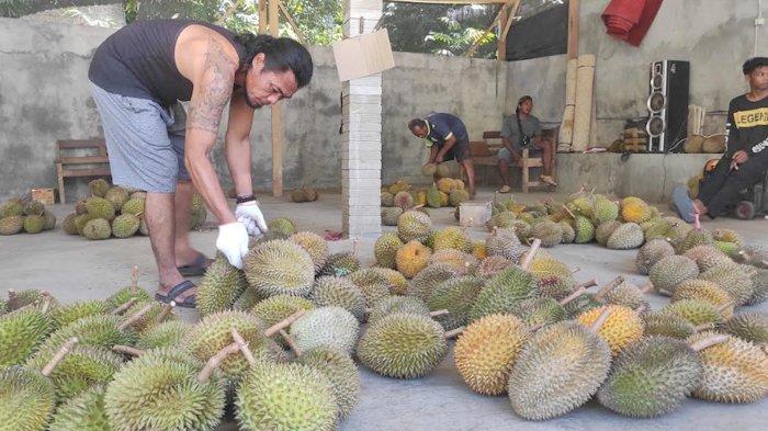 3 Kecamatan di Trenggalek Masuki Panen Raya Buah Durian - Surya.co.id