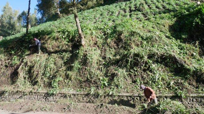 Embun Es Ranupane Kabupaten Lumajang, Istimewa Bagi Wisatawan, Musibah ...