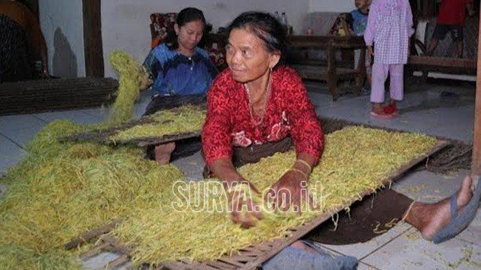 Harga Tembakau di Kabupaten Lamongan Bikin Petani Bahagia, Rajangan ...