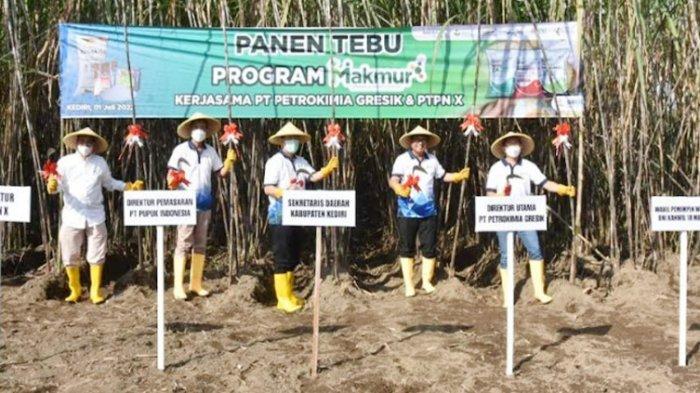 Lewat Program Makmur, Petrokimia Gresik Tingkatkan Produktivitas Petani Tebu di Lahan 8000 HA ...