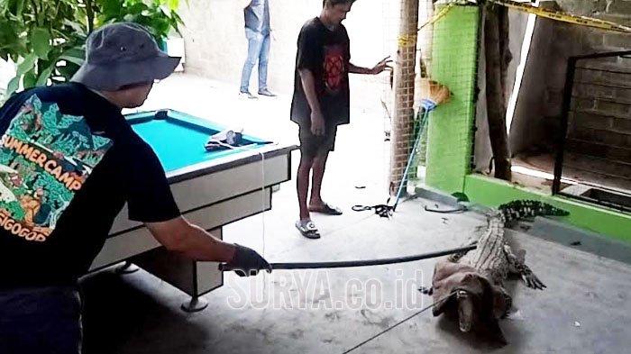 BBKSDA Jatim Evakuasi 2 Buaya Milik Warga Ngunut Tulungagung, Dibawa ke ... BBKSDA Jatim Evakuasi 2 Buaya Milik Warga Ngunut Tulungagung, Dibawa ke ...