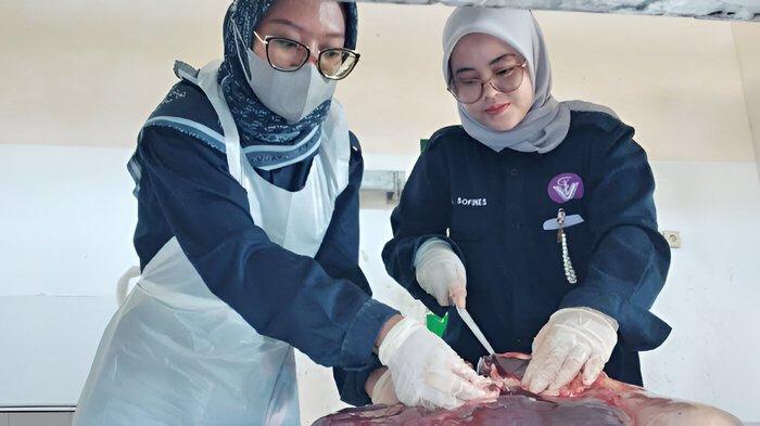 Temuan Cacing Hati di Jeroan Sapi, Pemeriksaan Daging Hewan Kurban di ...