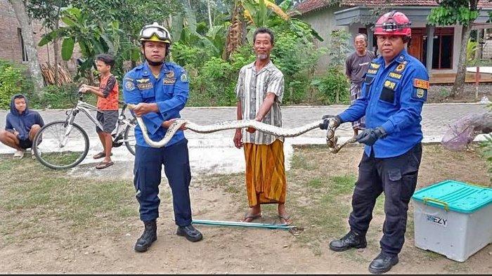 Damkar Trenggalek Evakuasi Ular Kobra dan Piton dari Rumah Warga ...