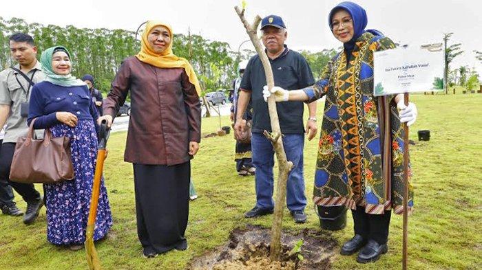 Tanam Pohon Maja di IKN, Gubernur Khofifah: Simbol Sinergi dan Peradaban Baru Indonesia - Surya ...