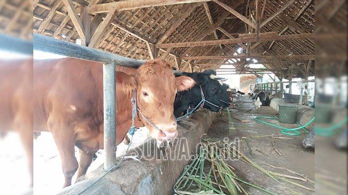 PMK Merebak di Kabupaten Jombang, Pemkab : Tak Ada Kompensasi Sapi Mati - Surya.co.id