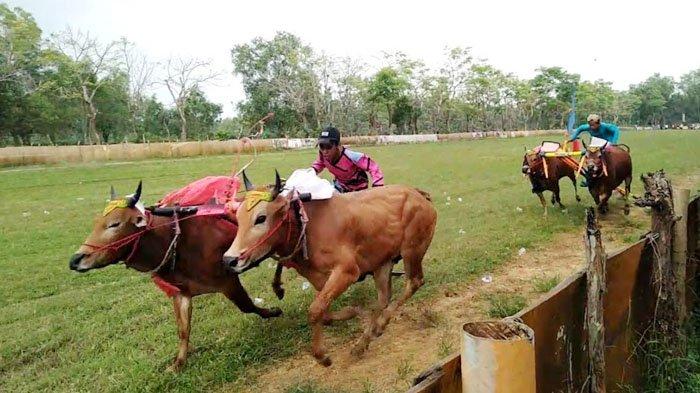 Lindungi dari PMK, Sapi-Sapi Wajib Divaksin saat Tampil di Karapan ...