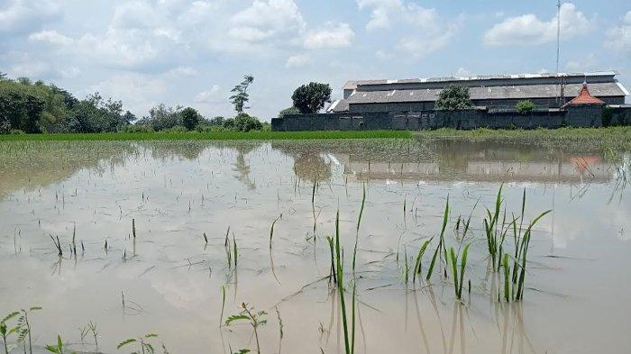 Ratusan Hektar Sawah Petani di Jombang Terendam Air Pasca Hujan Deras, Petani Tak Untung - Surya ...