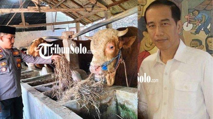 Sosok Peternak di Sragen yang Sapinya Dibeli Presiden Jokowi, Ternyata ...