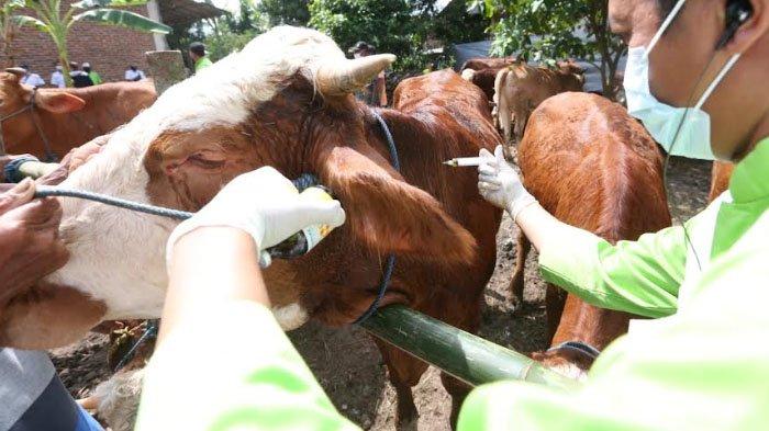 Jelang Idul Adha, Kabupaten Banyuwangi Pastikan Hewan Ternak Aman - Surya.co.id