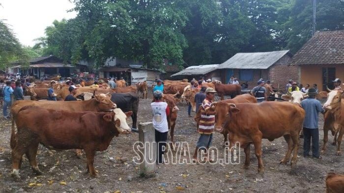 Dampak PMK, Harga Jual Sapi di Kabupaten Banyuwangi Anjlok - Surya.co.id