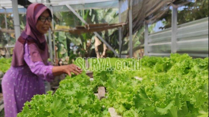 Pensiunan Guru SD Kota Blitar Manfaatkan Atap Tempat Kos untuk Menanam Sayur Hidroponik - Surya ...