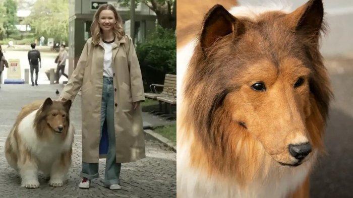 Tak Puas Habiskan Rp 213 Juta untuk Jadi Anjing, Toco Pria Jepang Kini ...