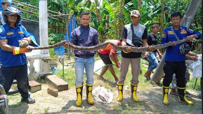 Ular Piton Masuk Pemukiman Warga di Parengan Kabupaten Tuban, Hendak Lahap Hewan Ternak - Surya ...