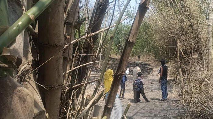 VIRAL Rumpun Bambu di Probolinggo Berdiri Kembali Setelah Roboh, Kades ...