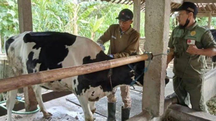 Penyakit Kulit Infeksius LSD Masuk Jatim, 2.000 Sapi di Kabupaten ...