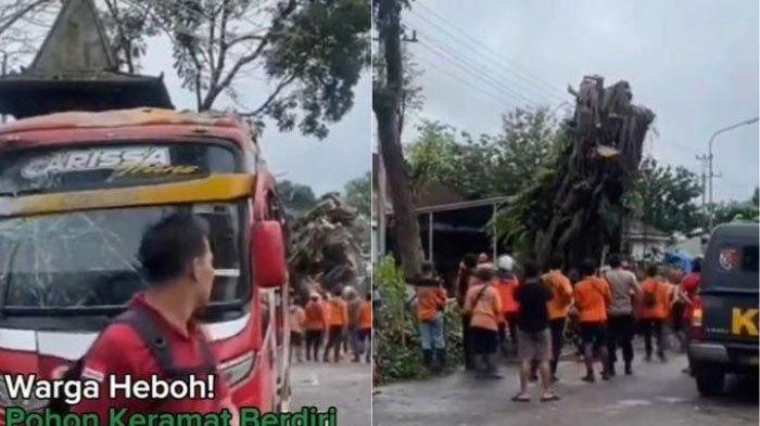 3 Fakta Pohon Beringin Usia 100 Tahun di Wonogiri Berdiri Lagi saat ...