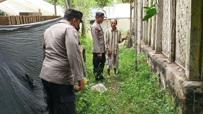 Cari Pakan Marmut Berujung Maut, Warga Blitar Diduga Senggol Kabel ...