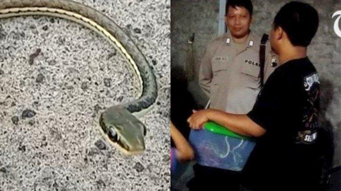 SOSOK Siti Warga Karanganyar Dikirimi Paket Berisi 12 Ular, Polisi Turun Tangan, Begini ...