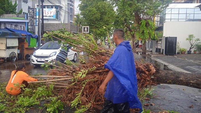 Hujan Lebat Disertai Angin Kencang Sebabkan Pohon Tumbang di Jalan Gatot Subroto Jember - Surya ...