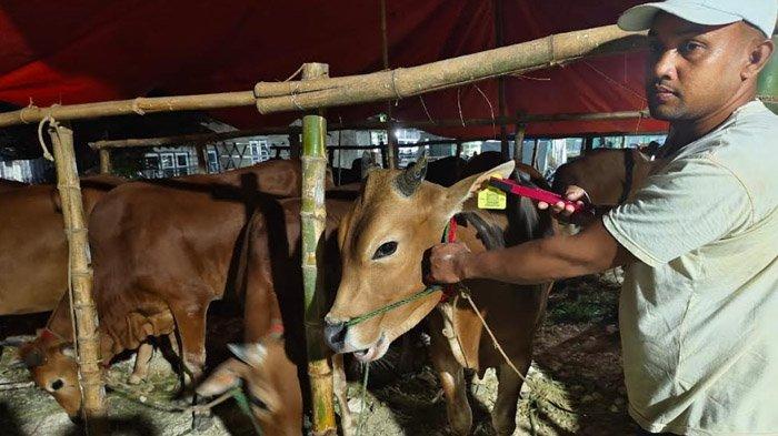 Sapi Jantan Bangkalan Terbanyak di Jatim Pakai Eartag, Total 4.000 Ekor ...
