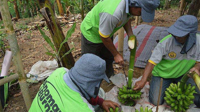 Desa Wisata Eduwisata Berbasis Agronursing di Desa Burno, Kecamatan ...