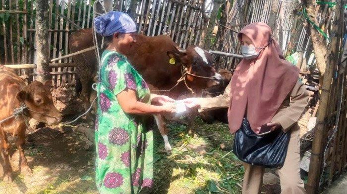 Pasuruan Siaga Wabah PMK Jilid II Lebih Ganas, 31 Sapi Hanya Sakit ...