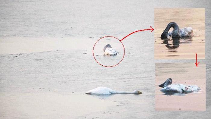 Sedih, Angsa Muda Bunuh Diri Setelah Lihat Induknya Mati - Surya.co.id